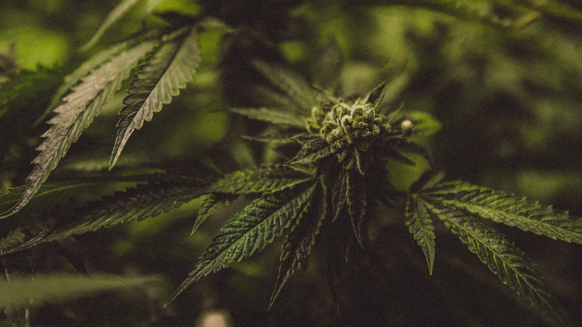 Best Cannabis Dispensaries in California | Embarc